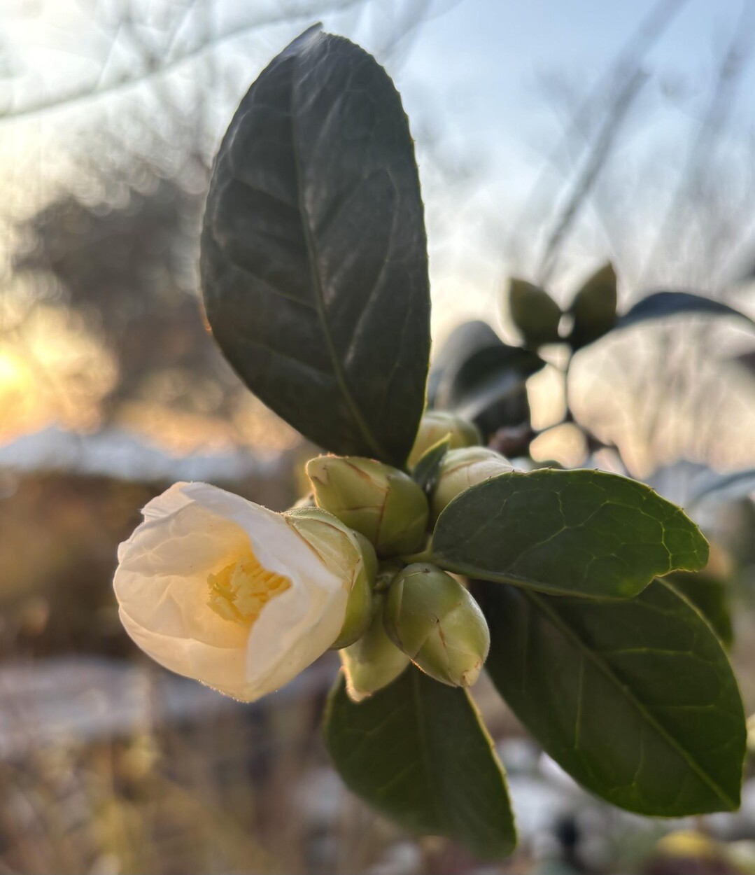 明けまして 本年も昨年に引き続き、皆様☺... / どんぐりさんのモーメント | YAMAP / ヤマップ