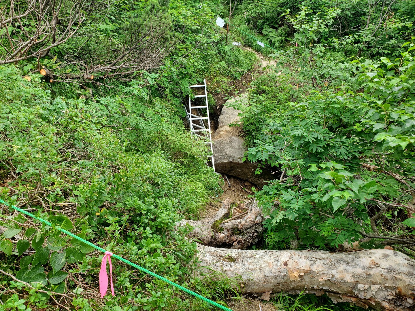 airiskochanさんの投稿したフィールドメモ | YAMAP / ヤマップ