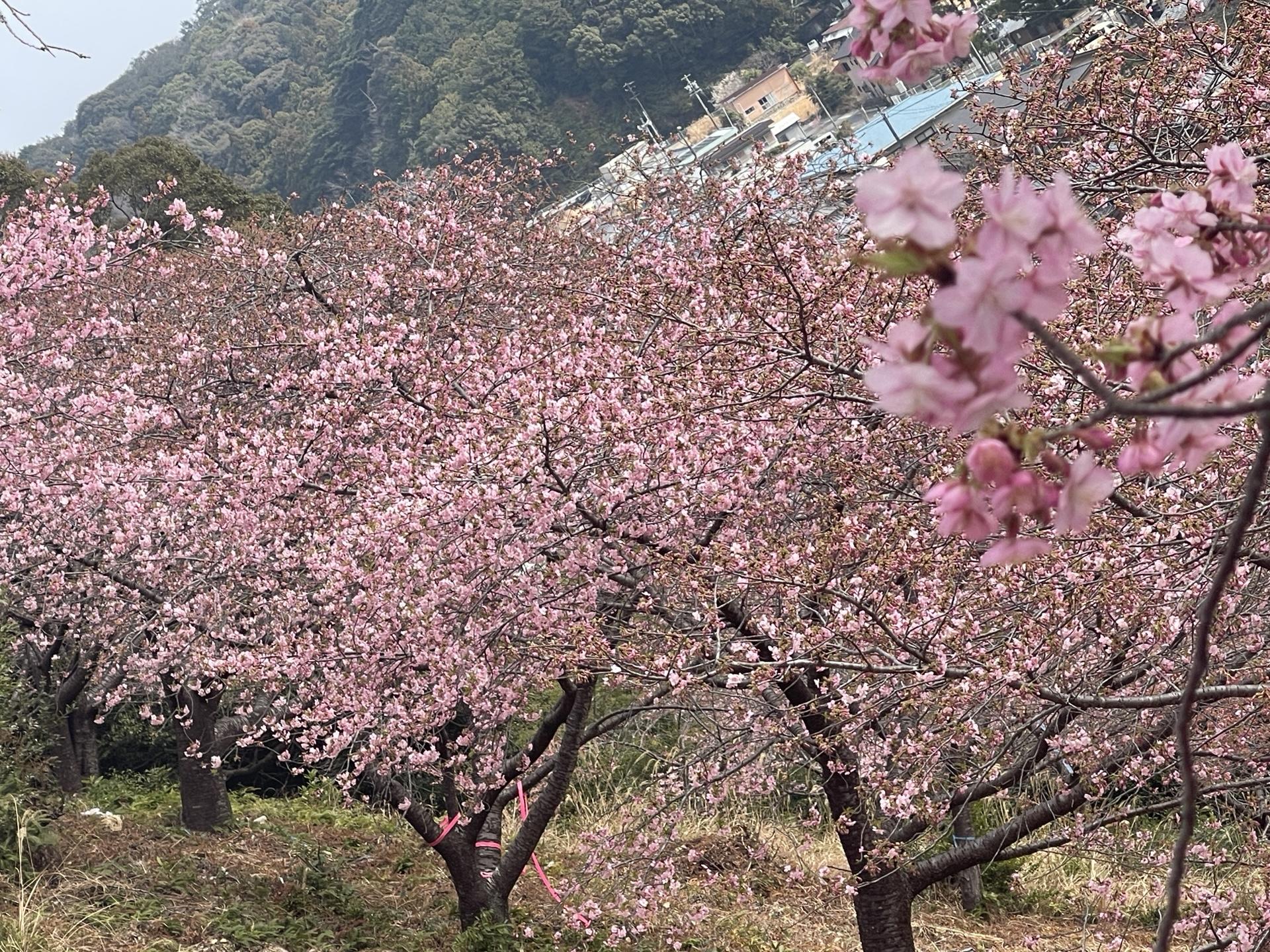 南伊勢町の河村瑞賢公園の河津桜は5分咲き... / yukaさんのモーメント | YAMAP / ヤマップ