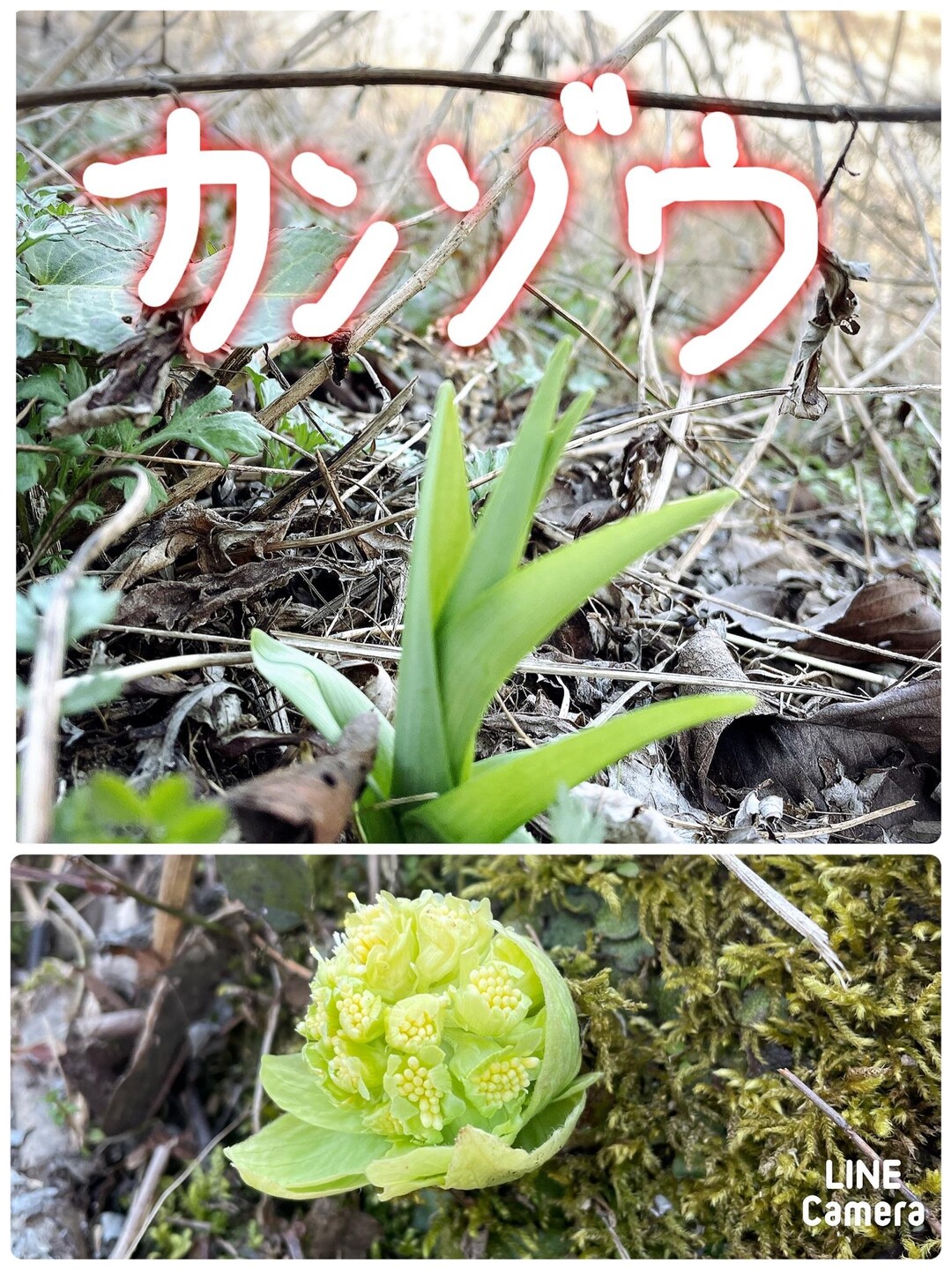 山菜シーズンの開幕 まずはこの二つから ... / akiさんのモーメント | YAMAP / ヤマップ