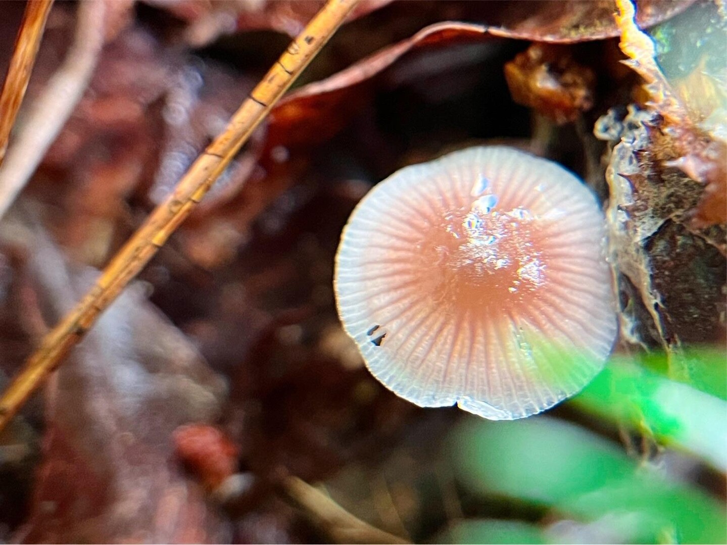 昨日の“鯉が窪湿原“のレポで載せられな... / kazさんのモーメント | YAMAP / ヤマップ