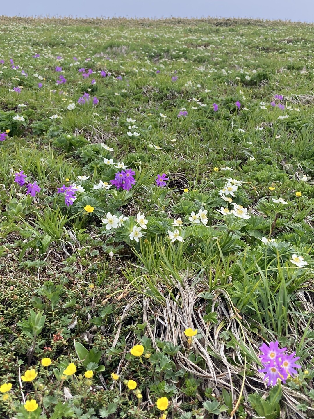 平標山 花と稜線 / kozyさんの仙ノ倉山・平標山・大源太山の活動データ | YAMAP / ヤマップ