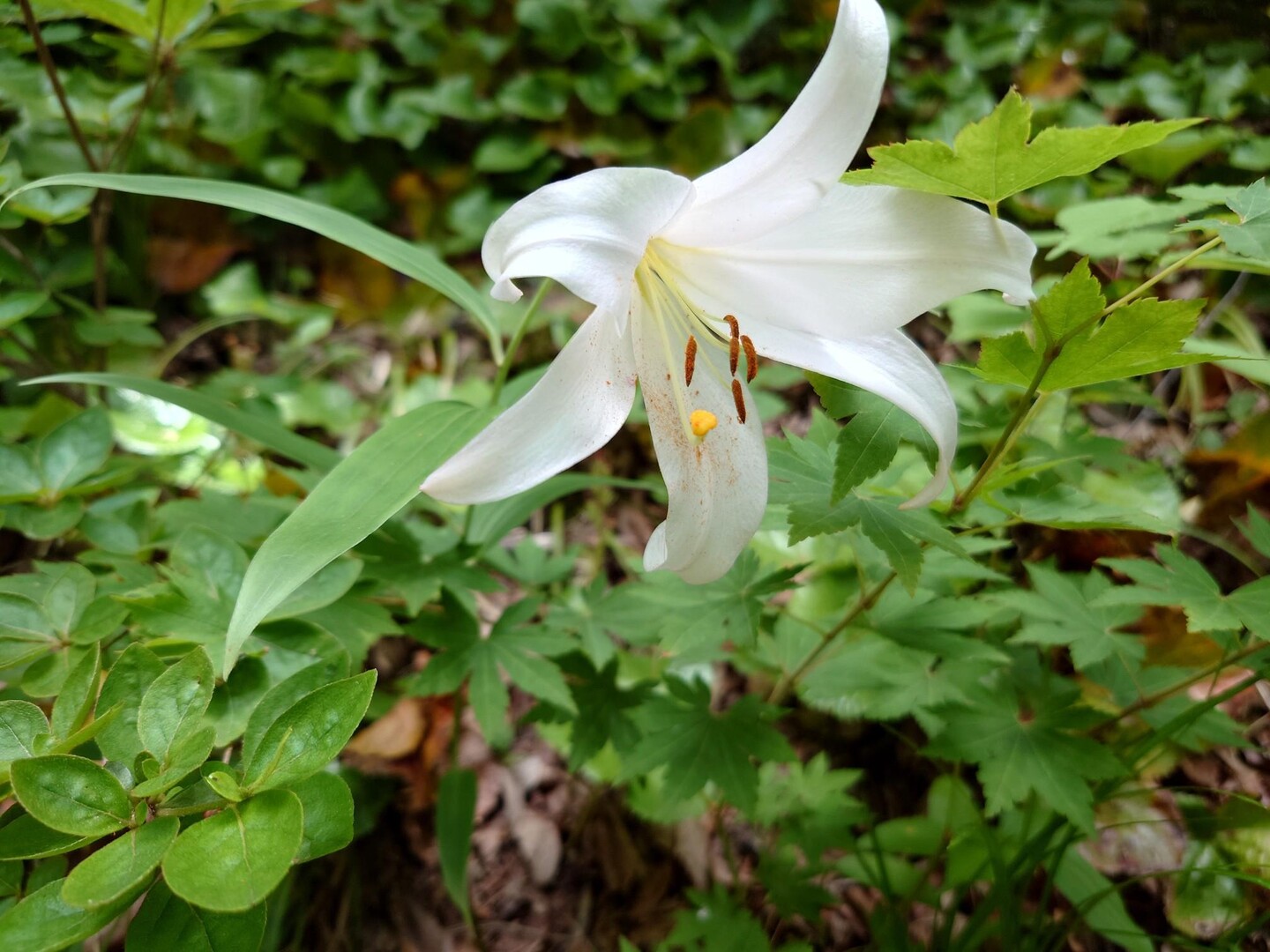 鮫ヶ尾城跡ササユリ偵察。 / yone993さんのウォーキングの活動データ | YAMAP / ヤマップ