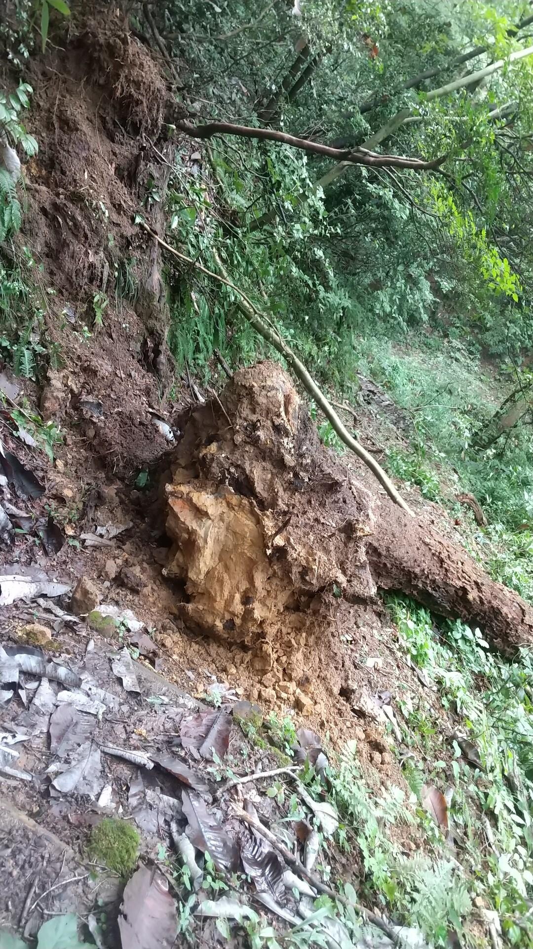 久しぶりに古洞の森へ走りに行ったら、倒木... / かなさんのモーメント | YAMAP / ヤマップ