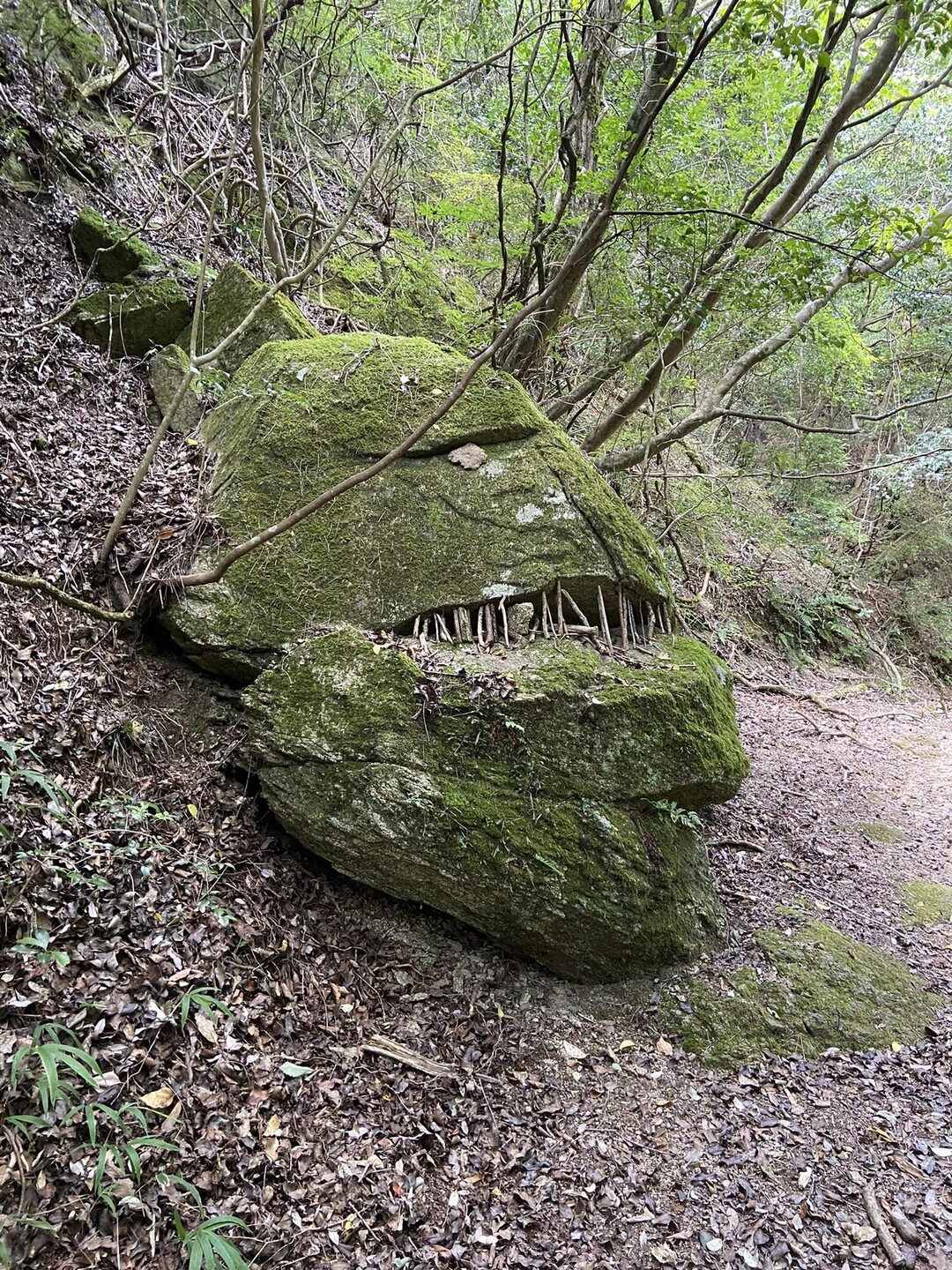 杣谷からの摩耶別山 / Rock Onさんの六甲山・長峰山・摩耶山の活動データ | YAMAP / ヤマップ