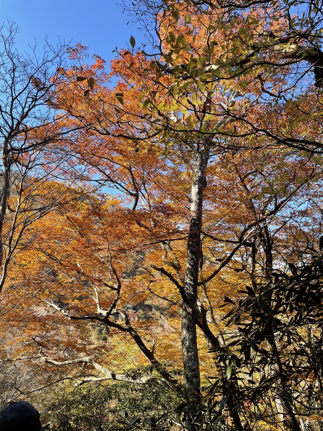 弁天ノ森・弥山・八経ヶ岳（八剣山・仏経ヶ岳）45 / きんのすきーさんの八経ヶ岳の活動データ | YAMAP / ヤマップ