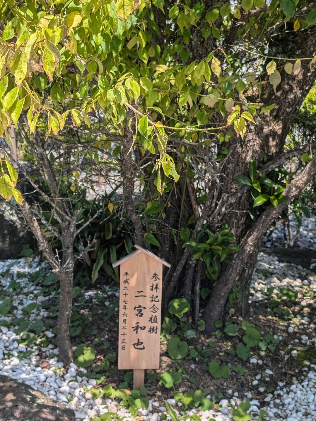 タイムがあがらない秋葉山 / Te ruさんの秋葉山の活動データ | YAMAP / ヤマップ