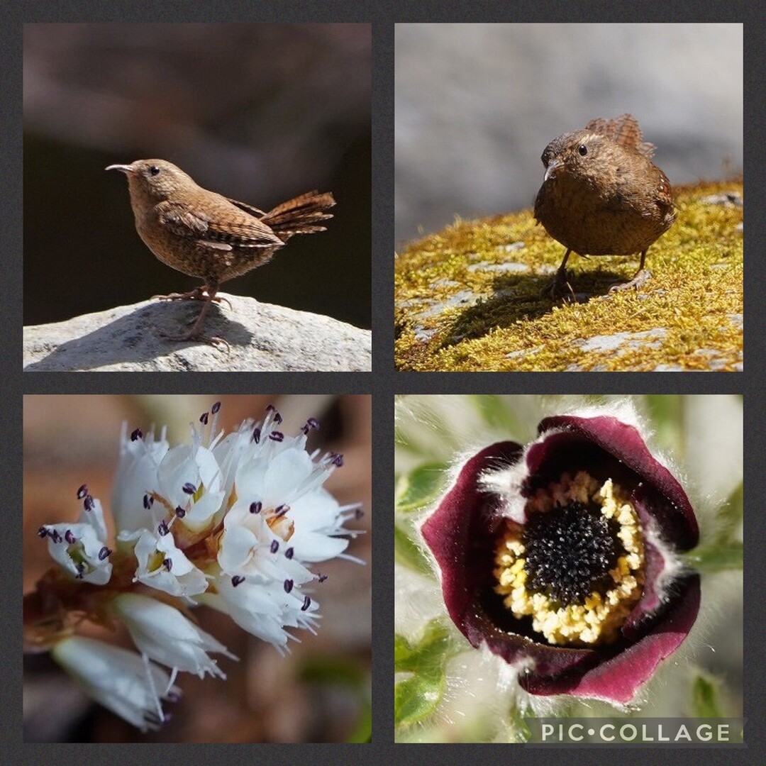 ミソサザイの歌響く爽やか宮川渓谷トレッキング- 2021-03-18 / mochaさんのウォーキングの活動データ | YAMAP / ヤマップ