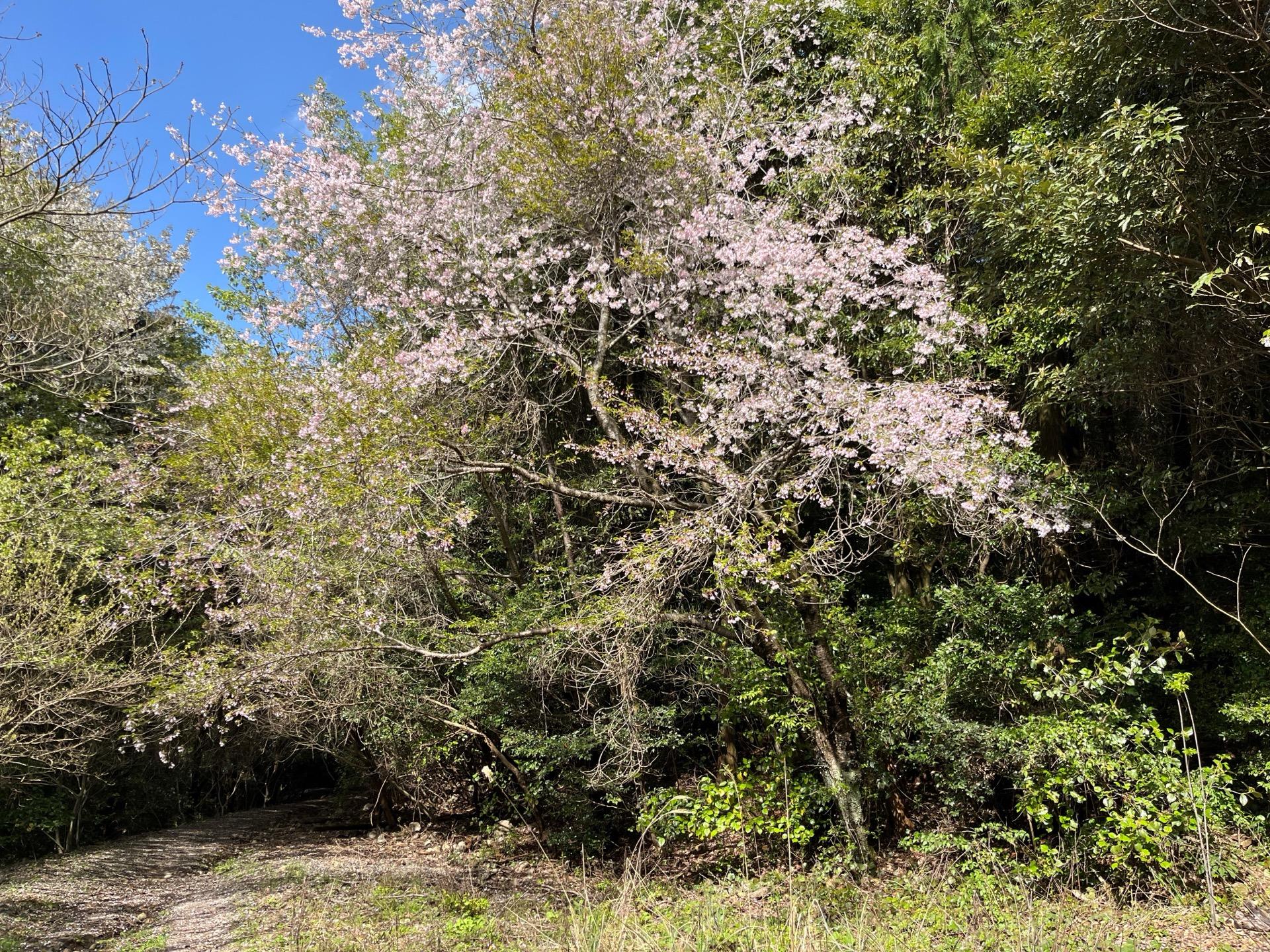 岩屋山・十郎岳 / ryoskさんの岩屋山・舞岳の活動データ | YAMAP / ヤマップ