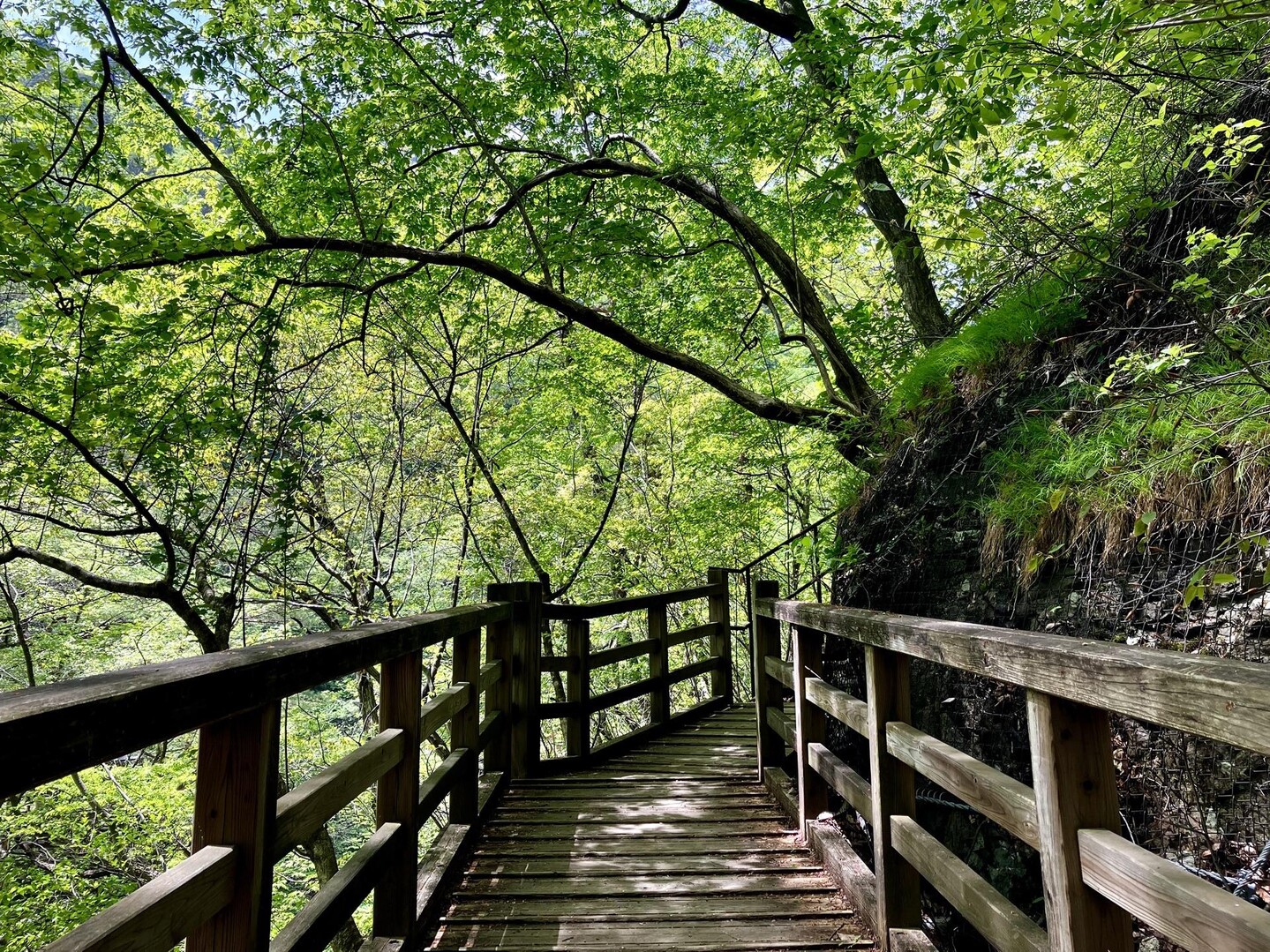 GW前半は森林浴からスタートです。 新緑... / 727Kさんのモーメント | YAMAP / ヤマップ