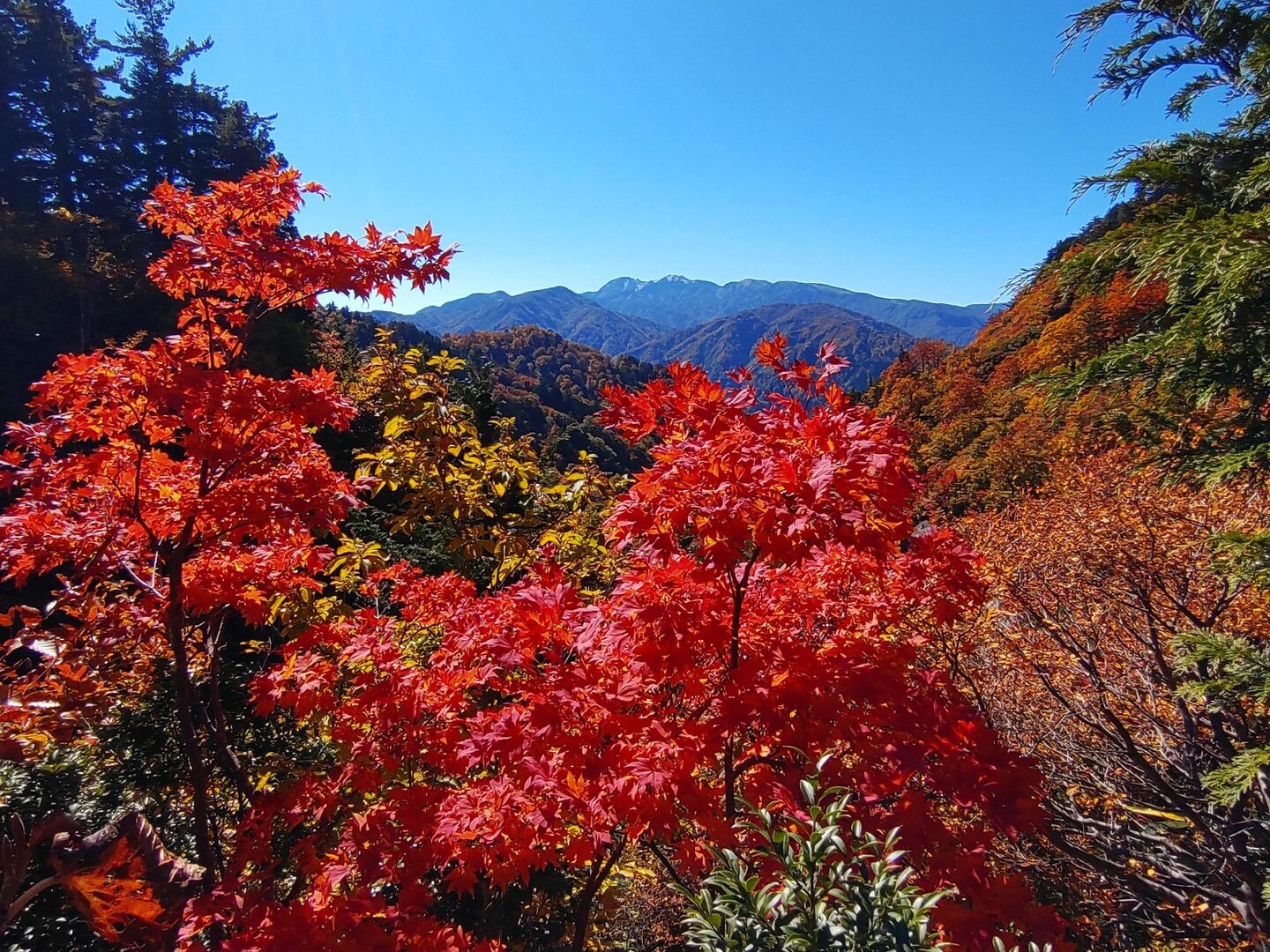 白山ホワイトロードに紅葉を見に行きました... / hsysさんのモーメント | YAMAP / ヤマップ