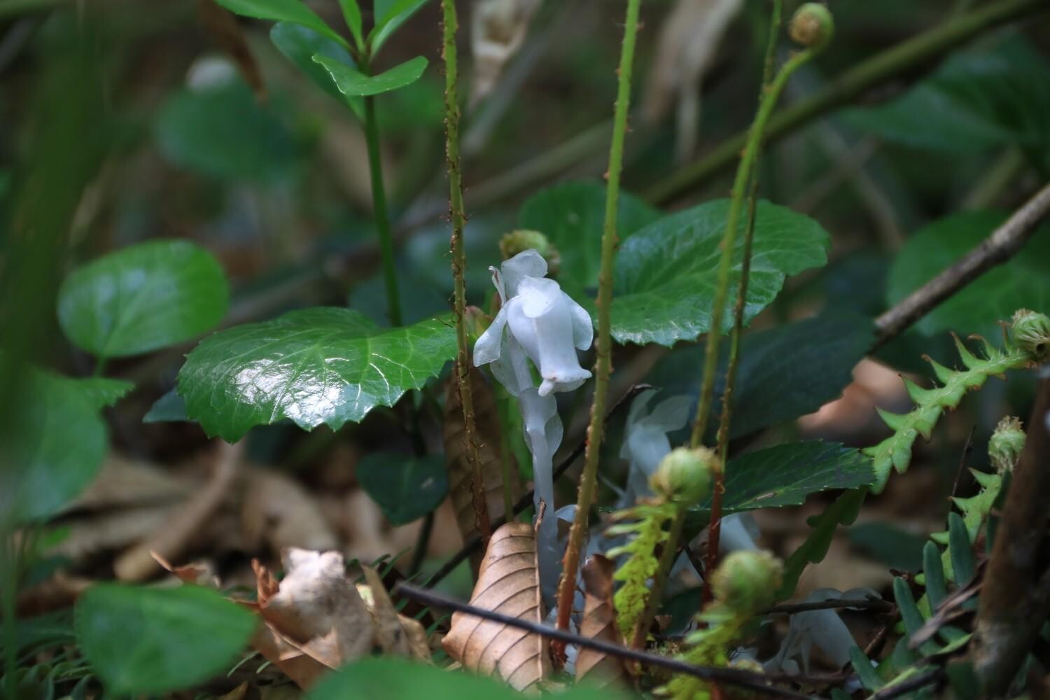 荒島岳 / Yutaさんの荒島岳の活動データ | YAMAP / ヤマップ