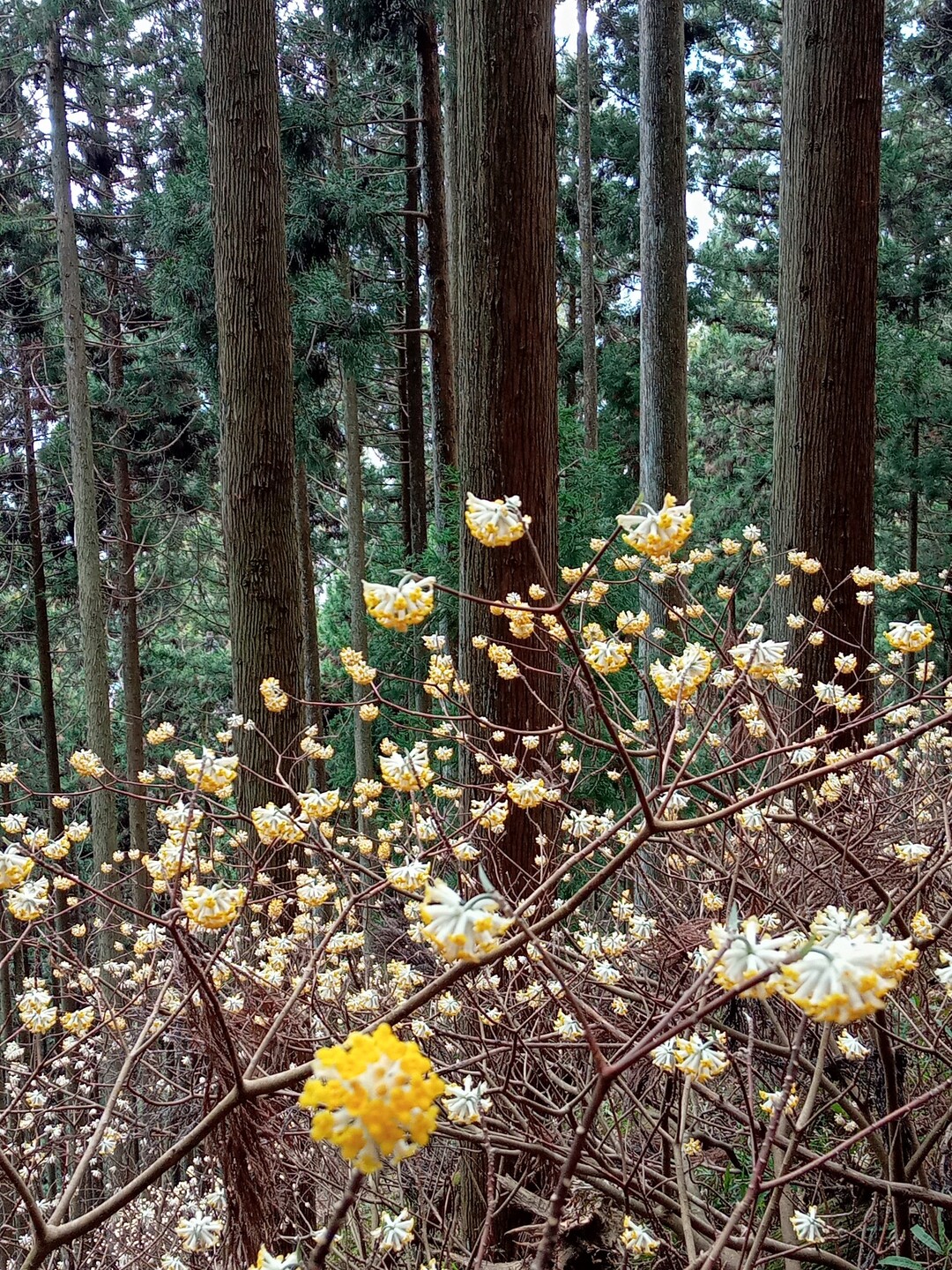 秩父御岳山 みつまた群生地2022-03-31 / mdk.knzさんの秩父御岳山・鞍掛山の活動データ | YAMAP / ヤマップ