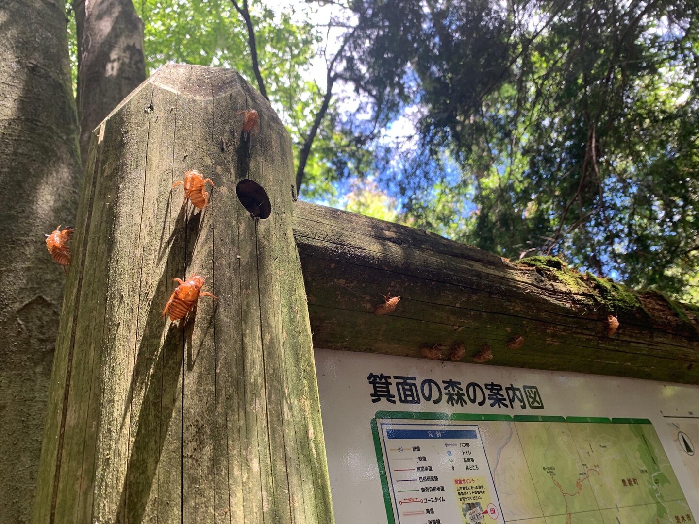 証如峰・最勝ヶ峰 / teruさんの六個山・鉢伏山・明ヶ田尾山・五月山の活動データ | YAMAP / ヤマップ