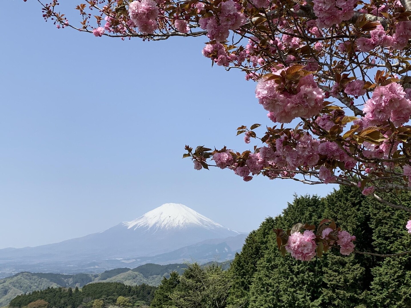 大野山 / Lucy mさんの高松山・大野山の活動データ | YAMAP / ヤマップ
