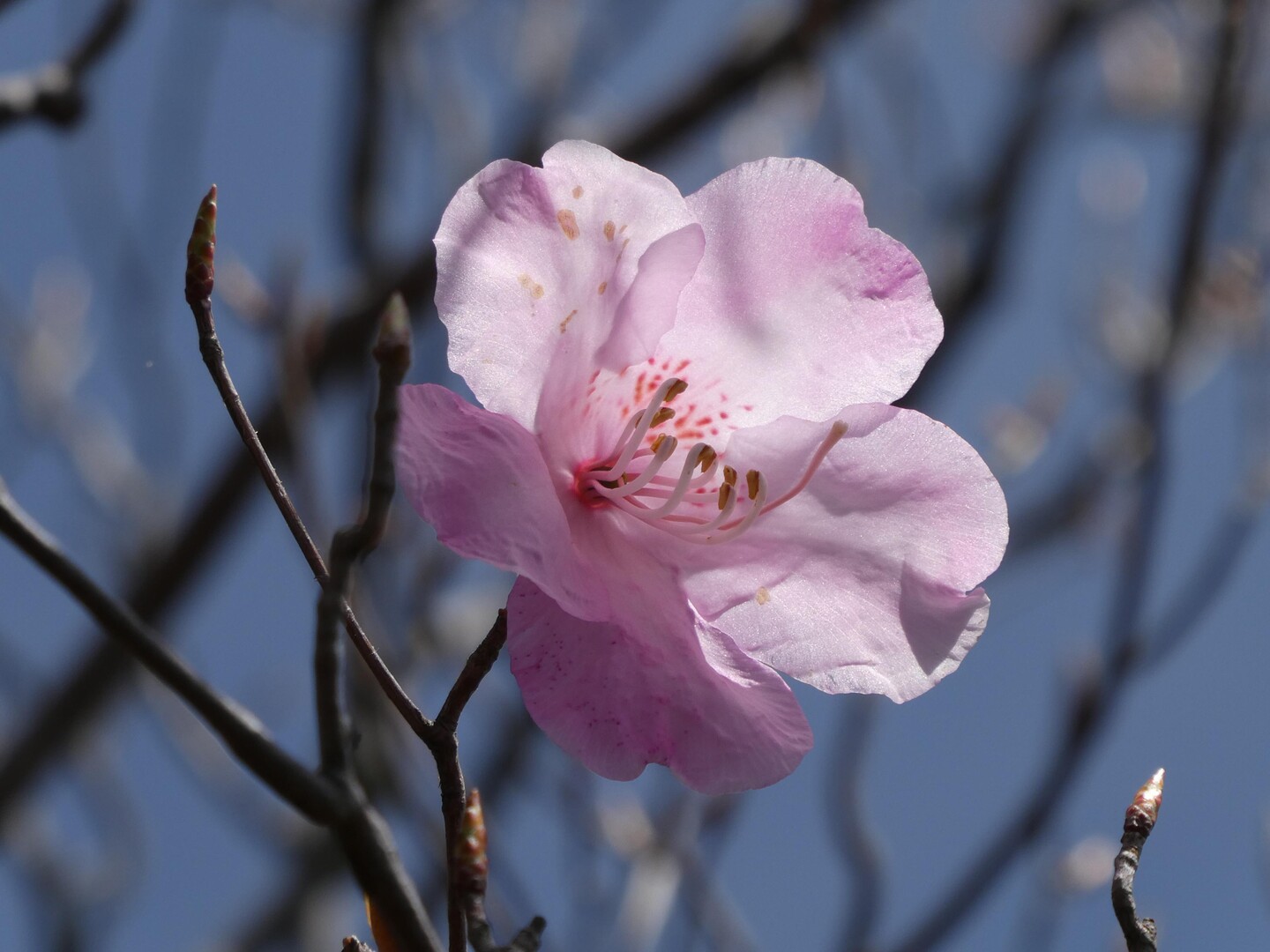 春はあけぼの🌸赤川浦岳 / COCOさんの祖母山の活動データ | YAMAP / ヤマップ