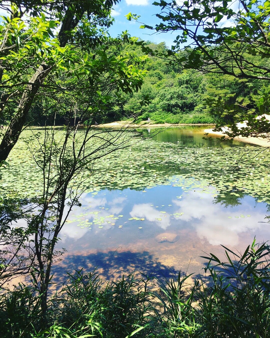 荒地山・なかみ山 / Kazueさんの六甲山・長峰山・摩耶山の活動データ | YAMAP / ヤマップ