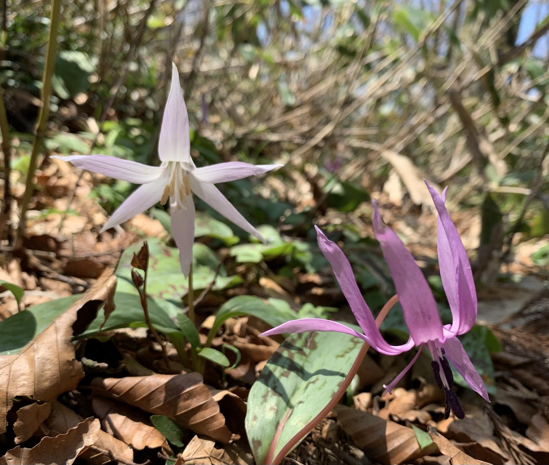 カタクリ🌸毛無山・白馬山 / kinocoさんの毛無山の活動日記 | YAMAP / ヤマップ