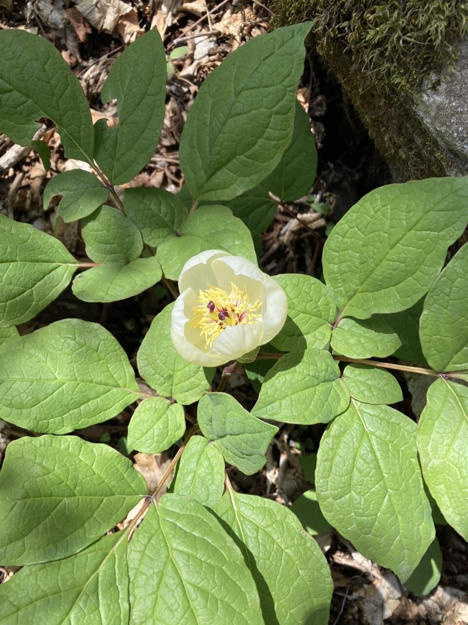 さいちゃんのページ | YAMAP / ヤマップ