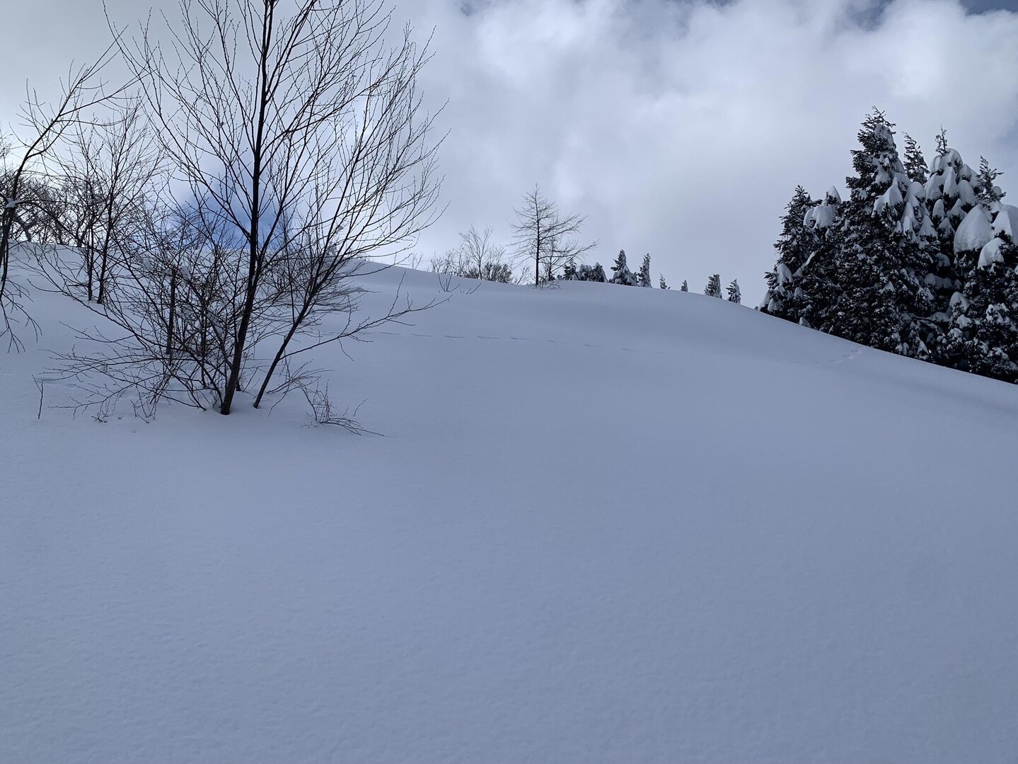 牛岳BC 2024-03-10 / アクセルさんの牛岳の活動データ | YAMAP / ヤマップ