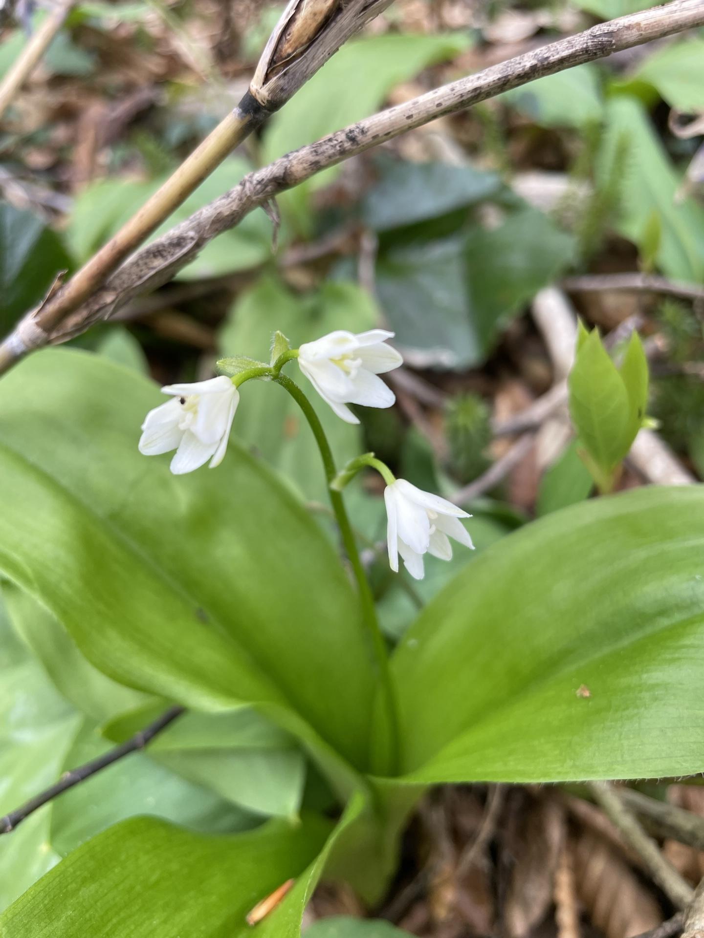 守門岳 ツバメオモト / より4218さんの守門岳・大岳・網張山の活動データ | YAMAP / ヤマップ
