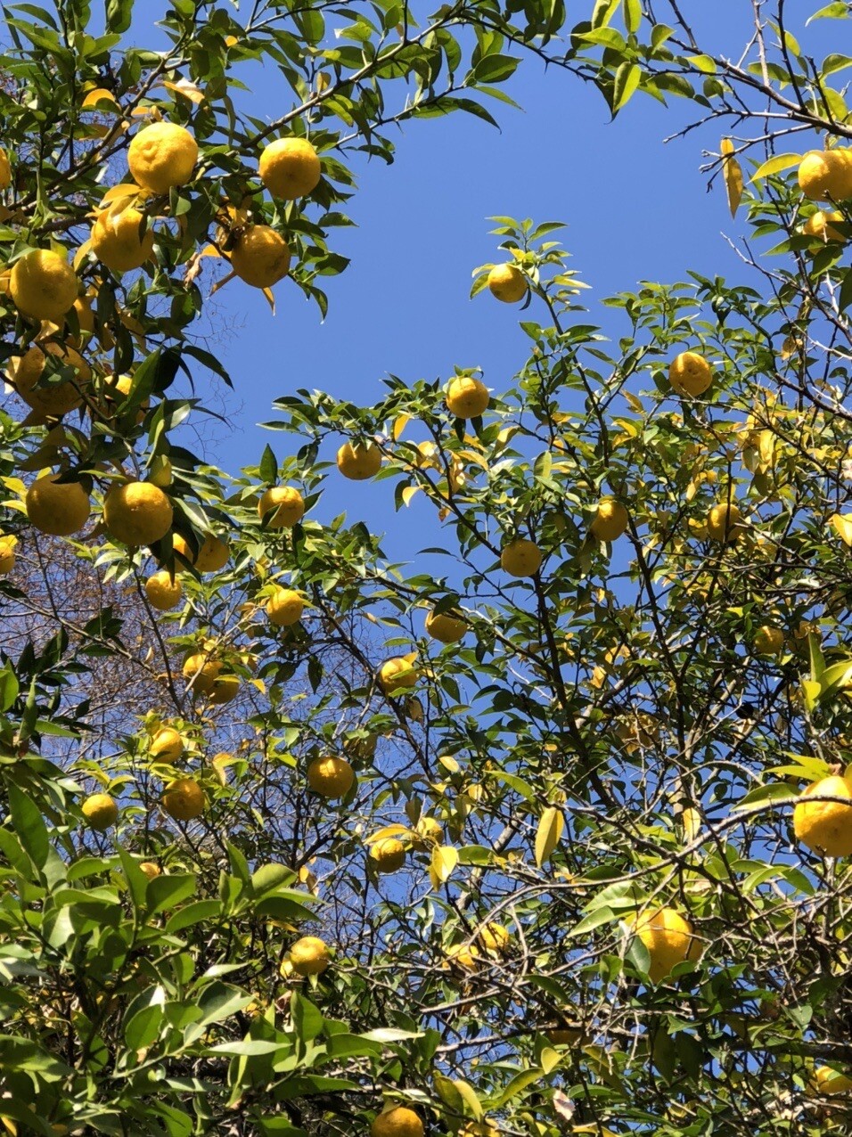 柴田町 愛宕山とゆずの里 / carolさんの羽山の活動データ | YAMAP / ヤマップ