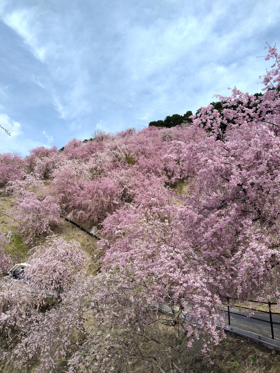 高見の郷ウォーキング / a.zukiさんのウォーキングの活動データ | YAMAP / ヤマップ