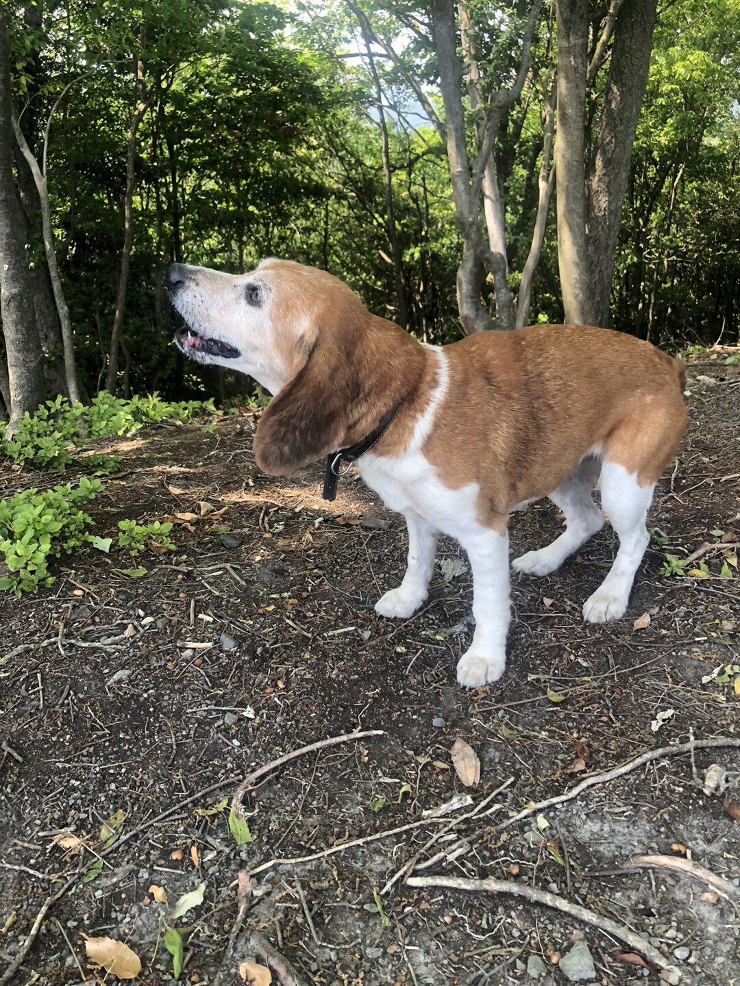 高塔山〜樽山 🐶 ️ R4/5/8☀️ / さやっぺさんの烏帽子岳の活動日記 | YAMAP / ヤマップ