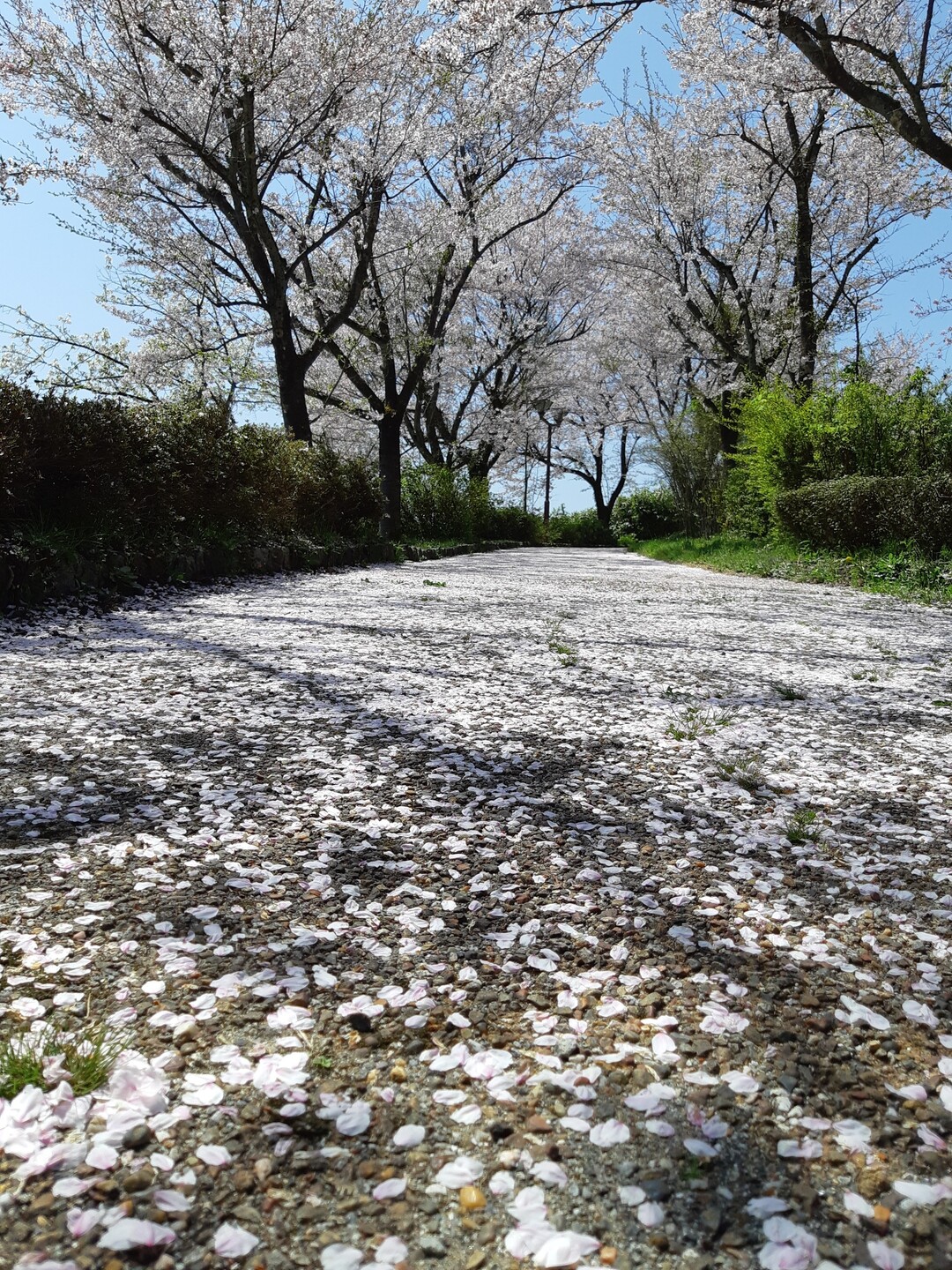 志乎桜の里古墳公園桜🌸散りはじめ綺麗で... / hanabuさんのモーメント | YAMAP / ヤマップ