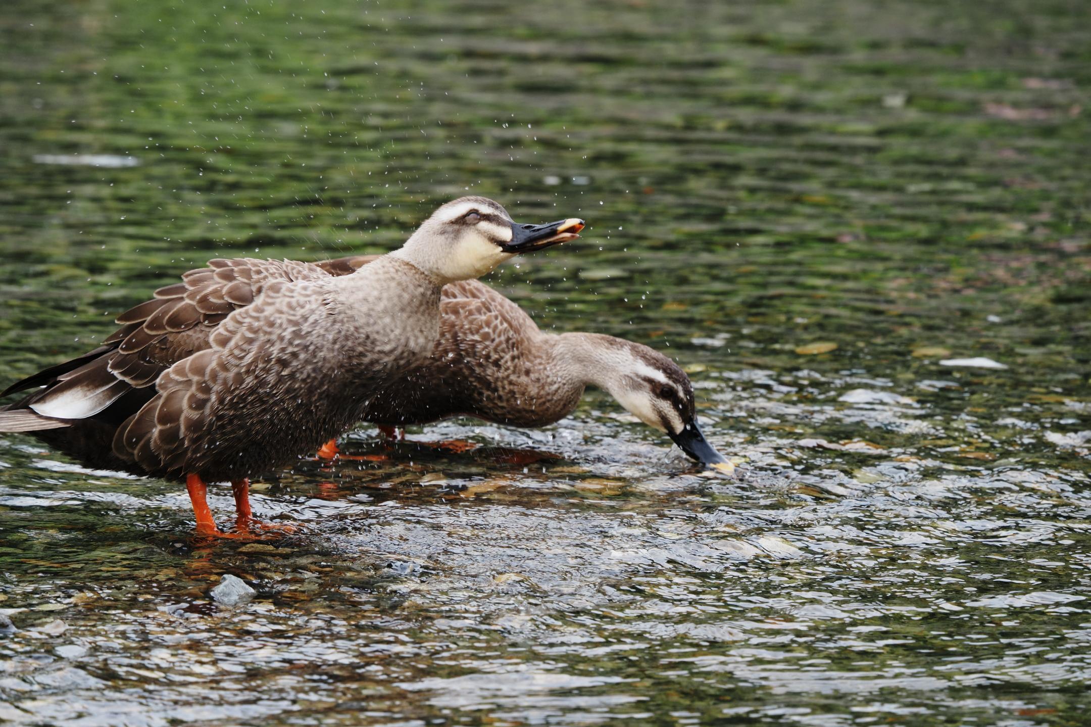 カメラ片手に散歩してきました。笑っている... / Okamonさんのモーメント | YAMAP / ヤマップ