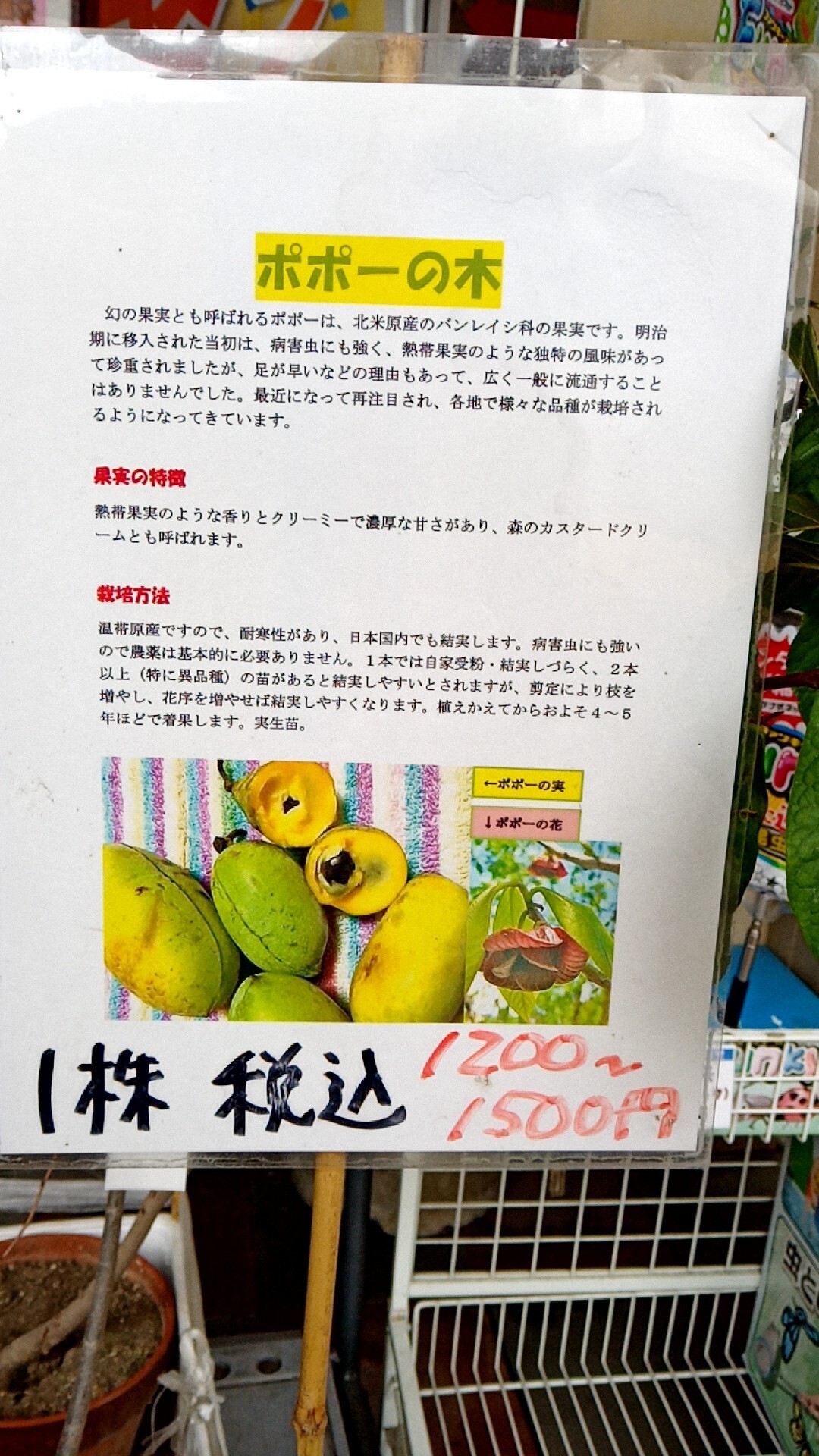 👸買って〜😆 / 草もちさんのモーメント | YAMAP / ヤマップ