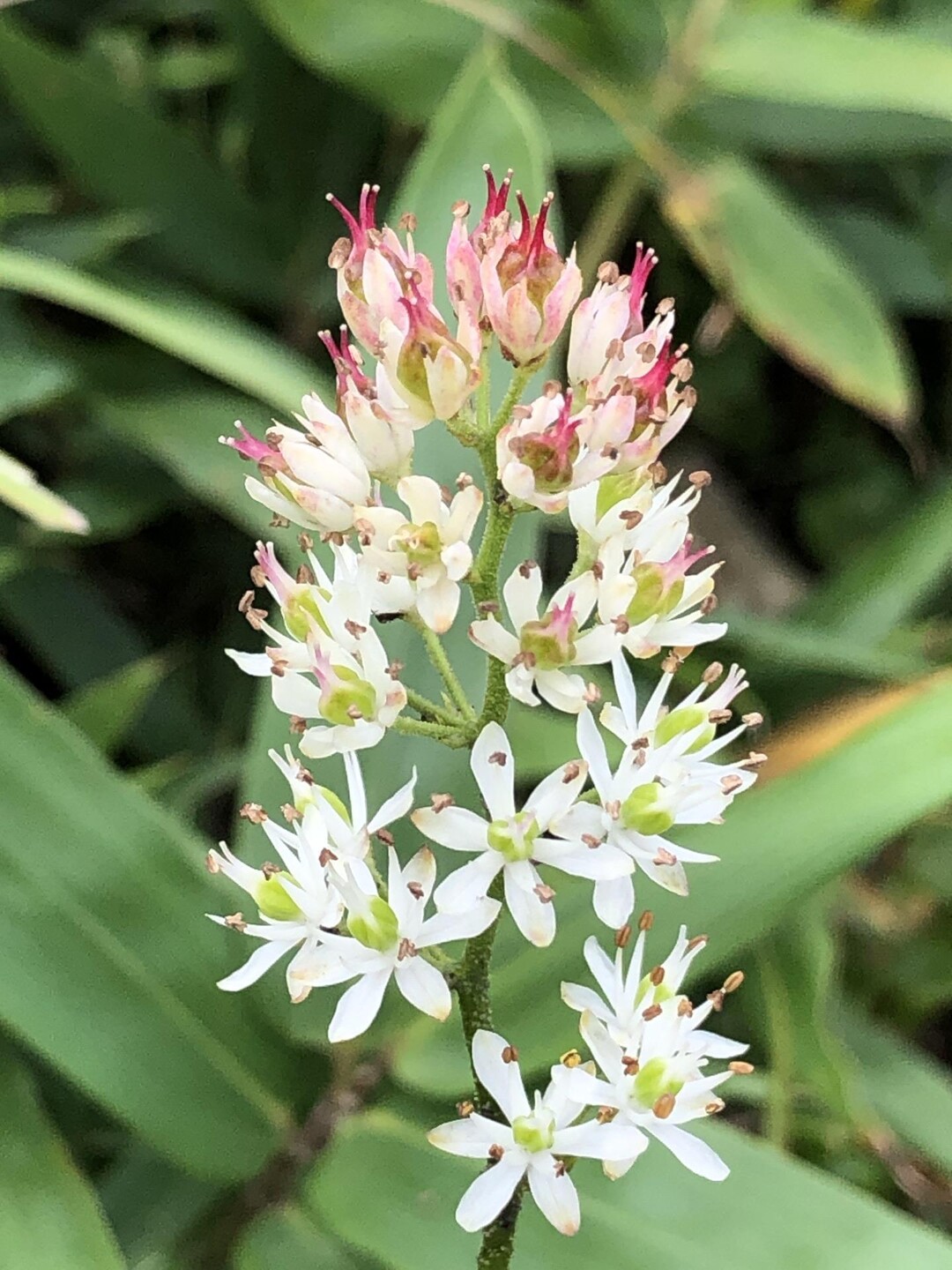 比婆山 周回 / neroliさんの比婆山・立烏帽子山・吾妻山の活動データ | YAMAP / ヤマップ