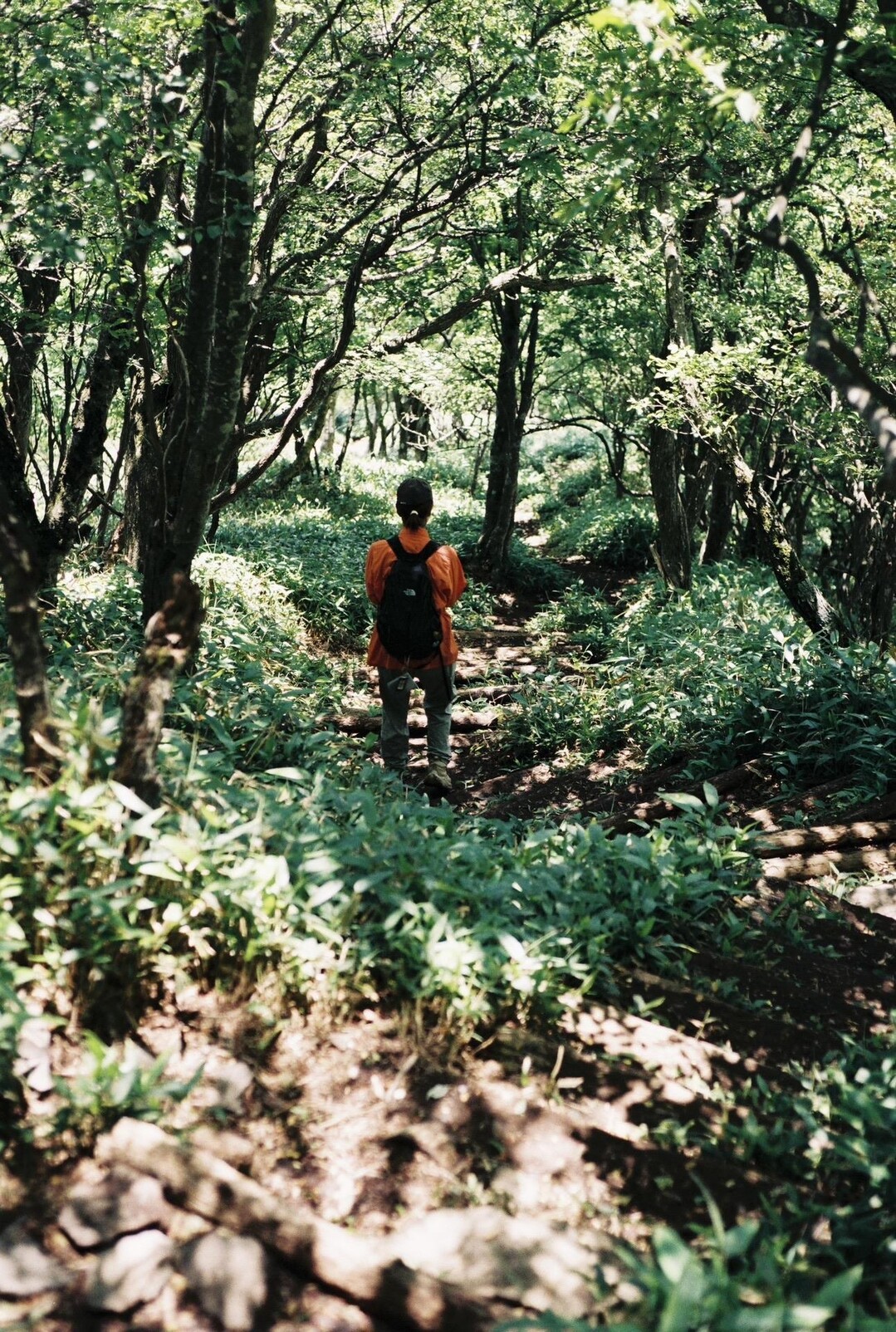 『赤城山』フィルムカメラ山行 / 青梅のZekkaさんの赤城山・黒檜山・荒山の活動データ | YAMAP / ヤマップ