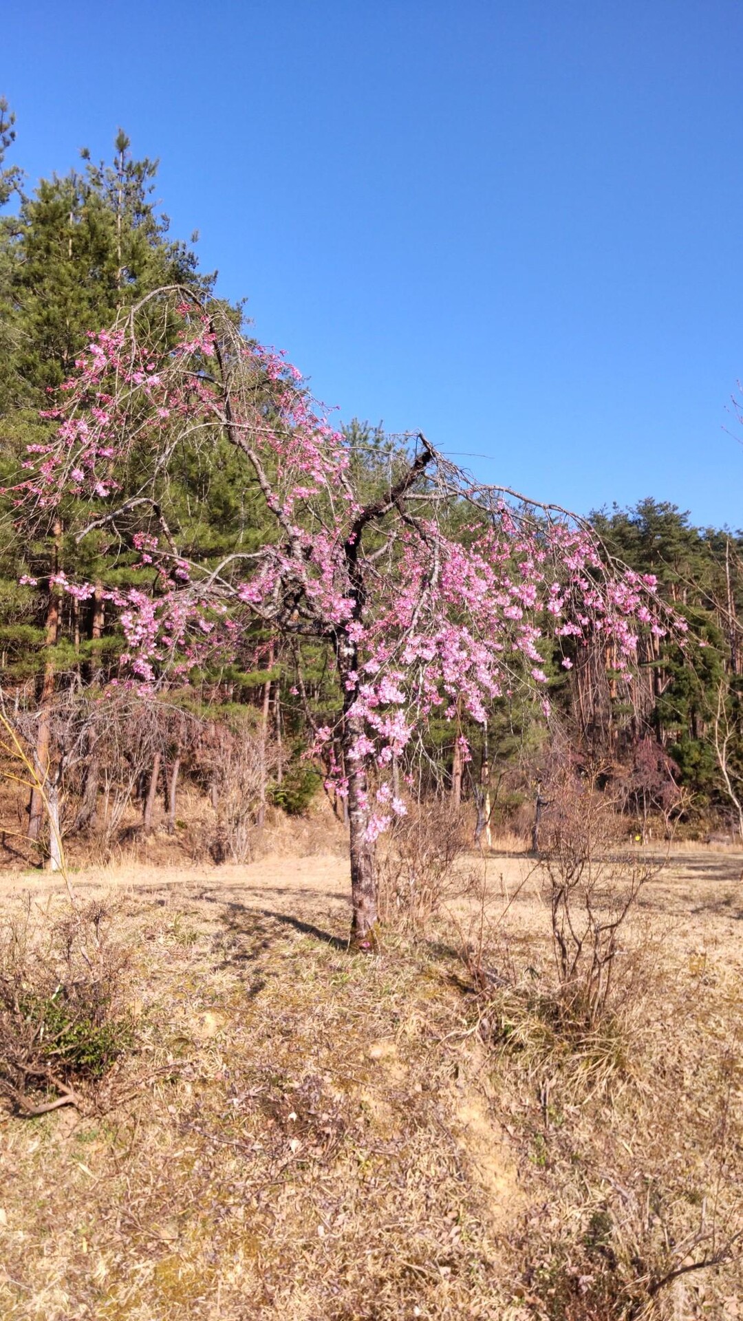 大師山 / joeさんの大師山の活動データ | YAMAP / ヤマップ