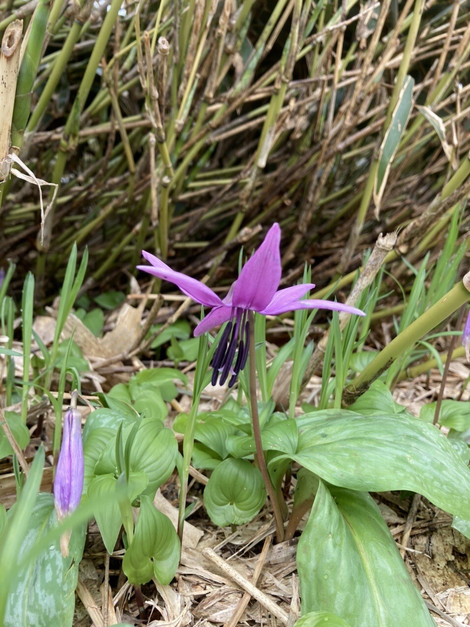 経ヶ岳 / mi_chicoさんの経ヶ岳・法恩寺山の活動データ | YAMAP / ヤマップ