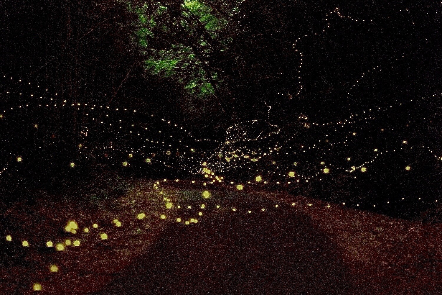 2022 姫蛍の舞 昨年は蛍の数が少な... / tomyさんのモーメント | YAMAP / ヤマップ