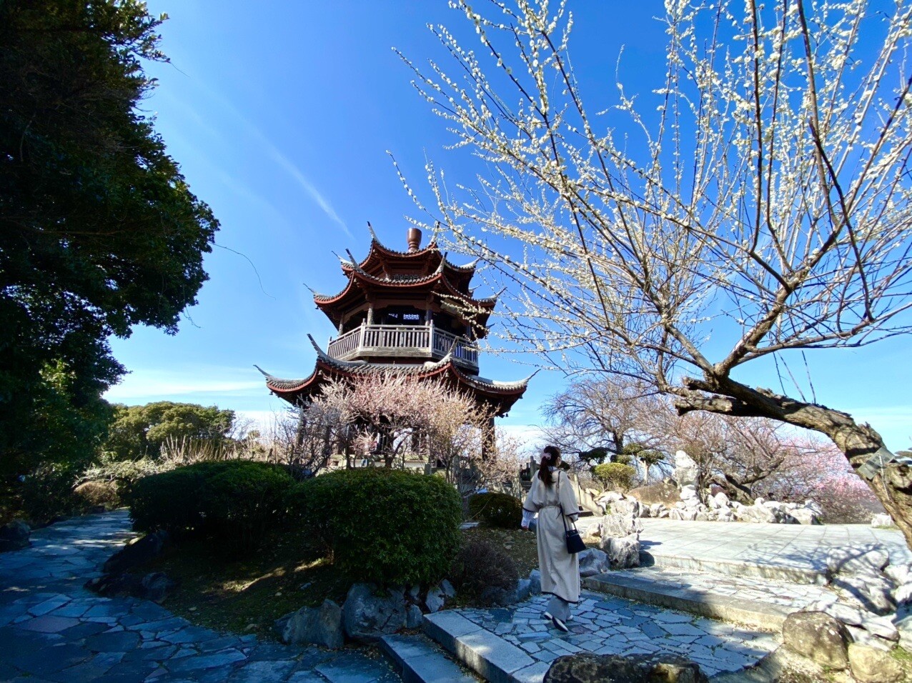 今日は桃の節句 桃の花はないので梅の花見... / Ma_chan33さんのモーメント | YAMAP / ヤマップ