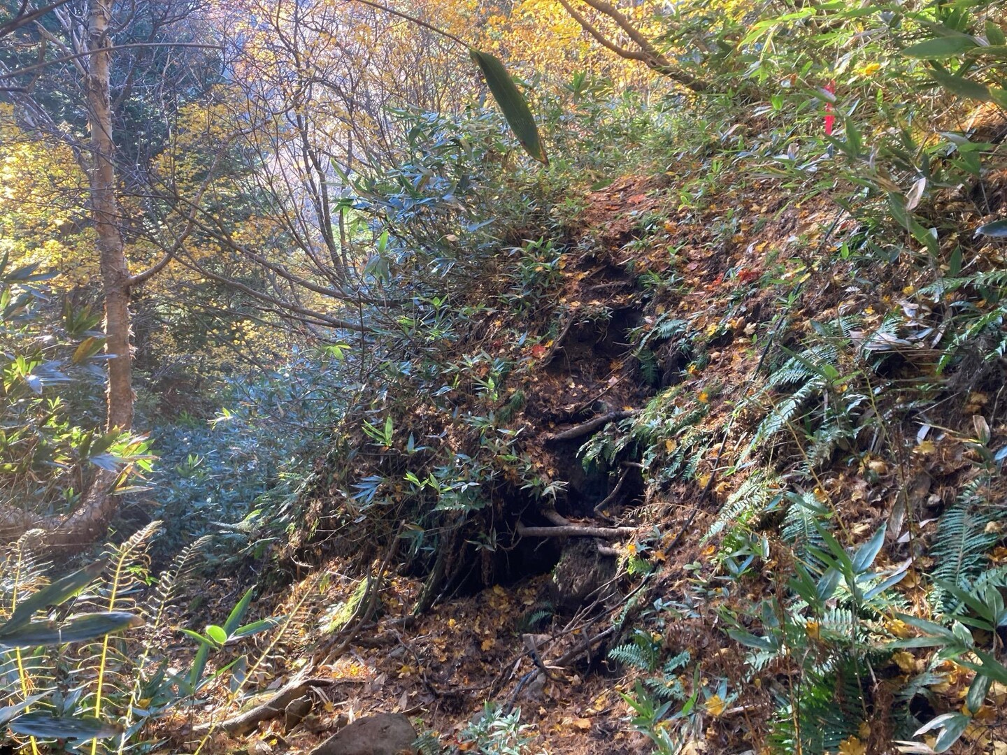 tsyamaさんの投稿したフィールドメモ | YAMAP / ヤマップ