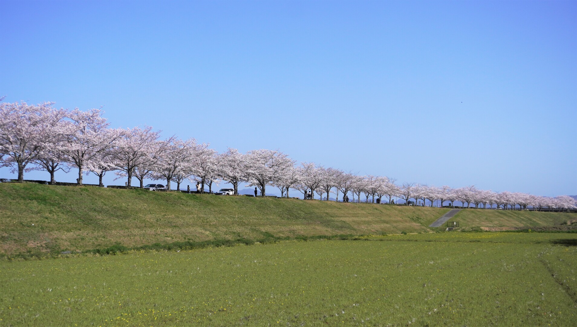 おの桜づつみ回廊🌸 ... / Sakiさんのモーメント | YAMAP / ヤマップ