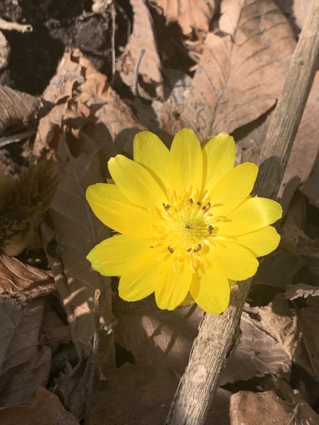 今日も晴れの藻岩山〜小林峠P406まで行って来た😋 / Doktor Klettererさんの藻岩山の活動データ | YAMAP / ヤマップ