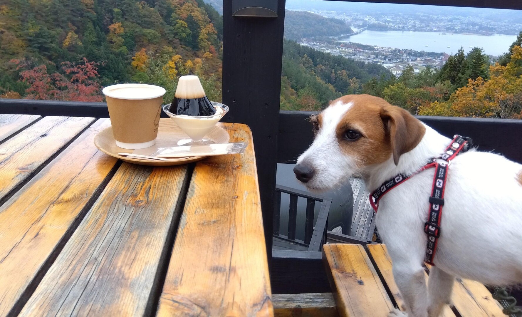 三ッ峠山🗻母の白滝からピストン / Veenaさんの三ッ峠山・本社ヶ丸・鶴ヶ鳥屋山の活動データ | YAMAP / ヤマップ