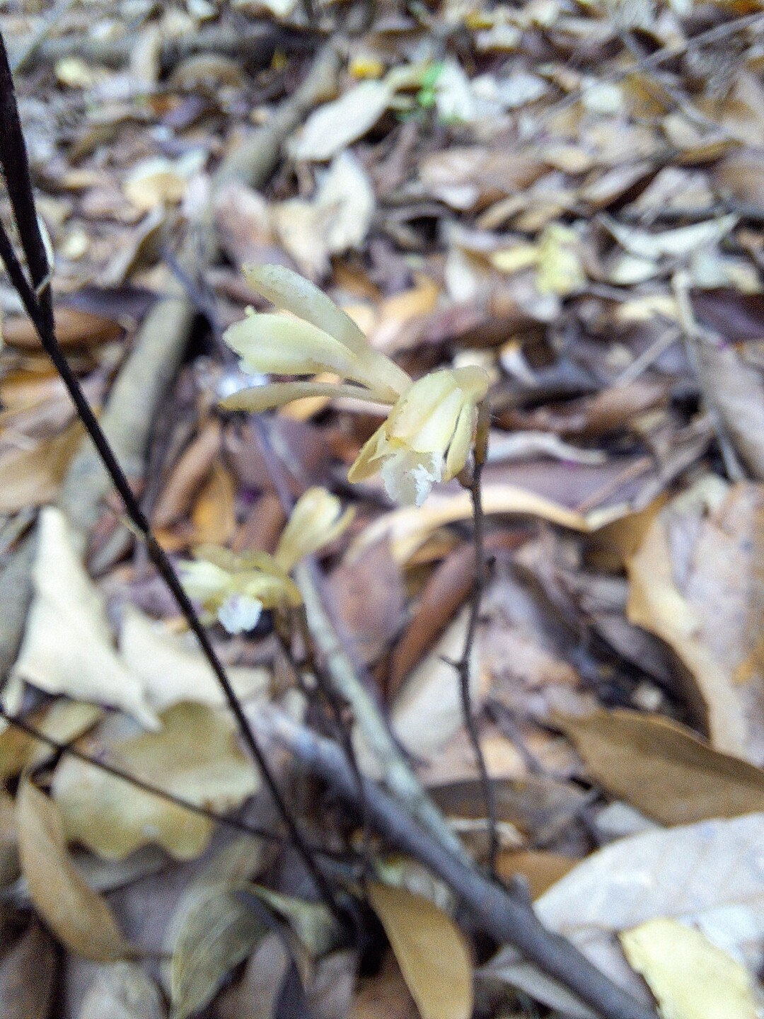 島根からのT氏のご案内(?)でpさん女子... / yonekko（のんびりママ）さんのモーメント | YAMAP / ヤマップ