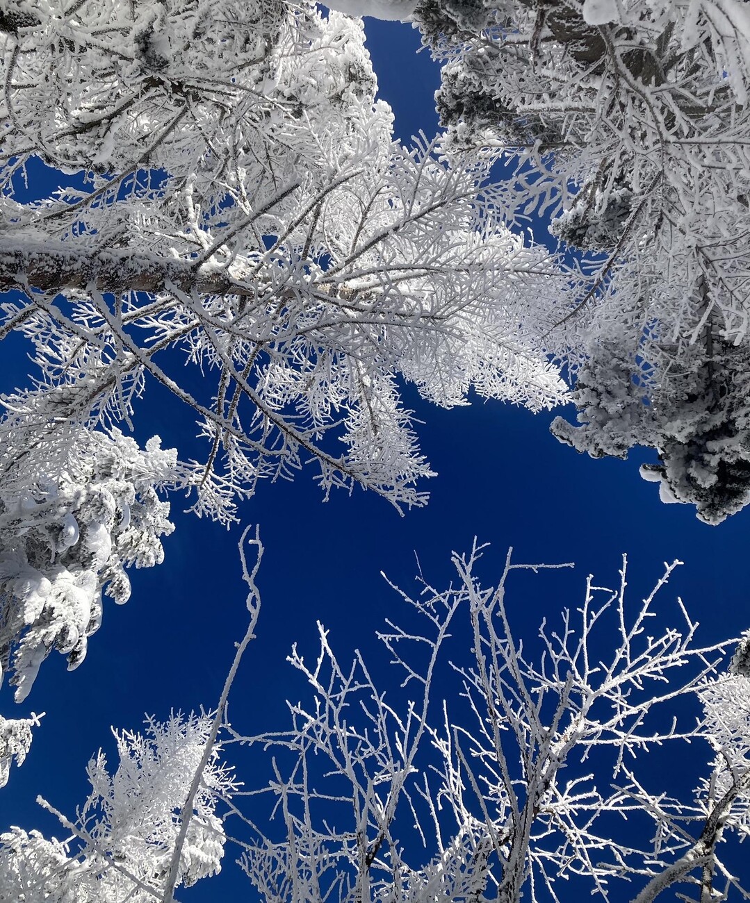 北横岳（南峰）・北横岳（北峰）・縞枯山 / KI KIさんの蓼科山・横岳・縞枯山の活動日記 | YAMAP / ヤマップ