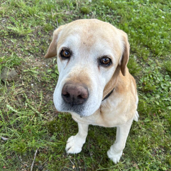 仁和寺と「成就山八十八ヶ所ウォーク」 / motusan さんの京都一周トレイルの活動データ | YAMAP / ヤマップ
