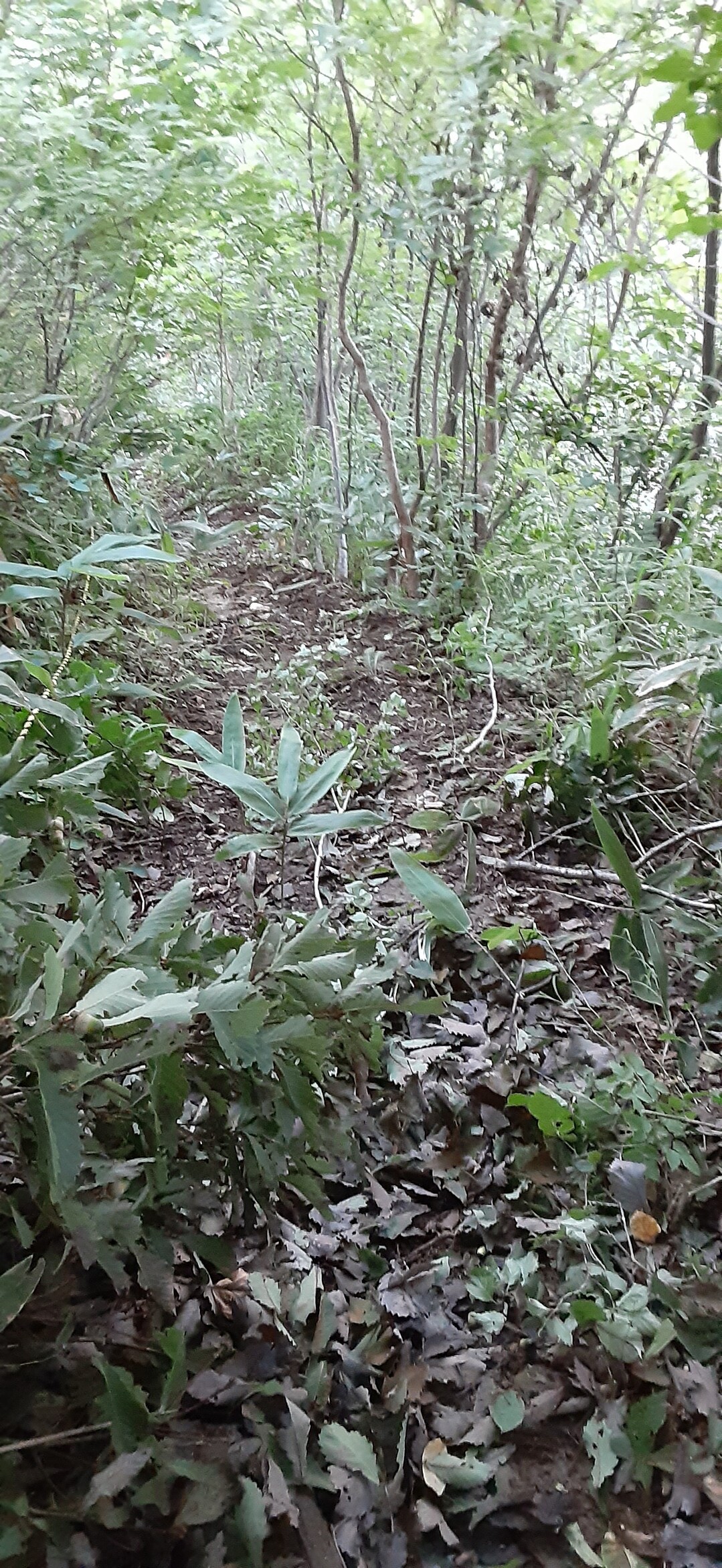 かなわたさんの投稿したフィールドメモ | YAMAP / ヤマップ