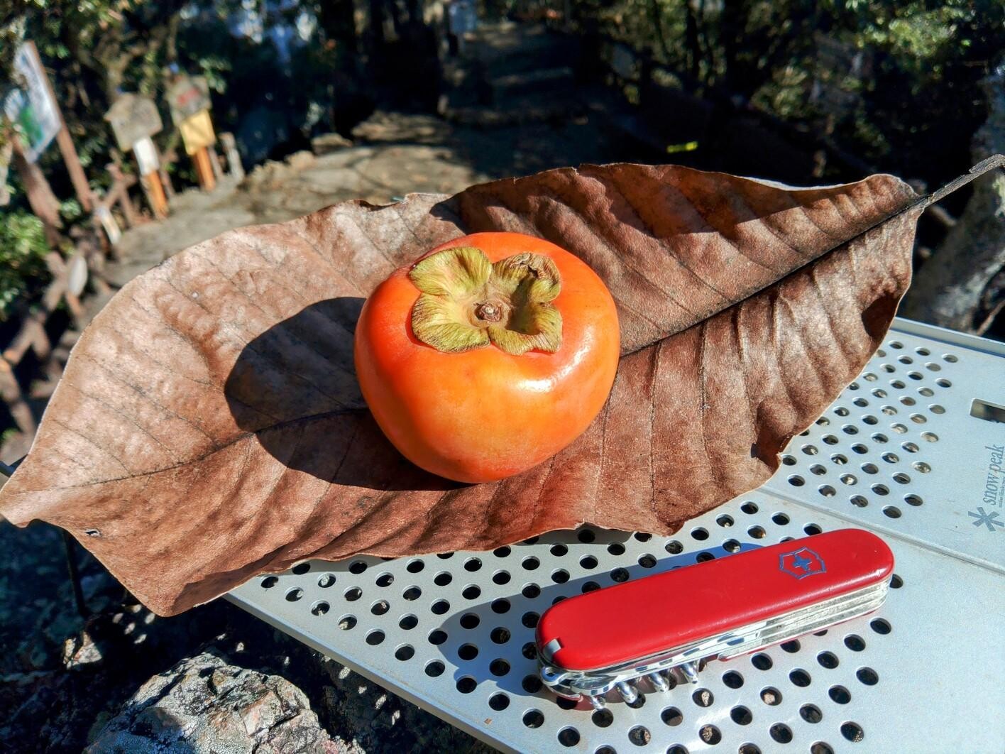 金華山 / nyaさんの岐阜市の活動データ | YAMAP / ヤマップ