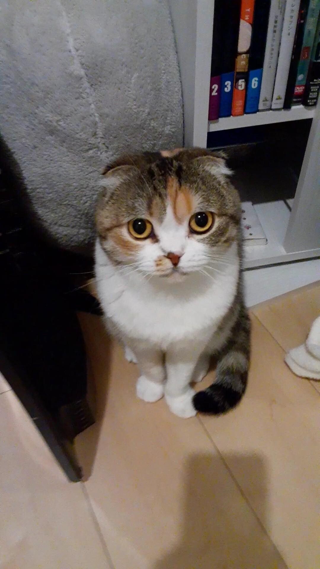 こんにちにゃん🐱☀️！今日からまた山活... / mokoさんのモーメント | YAMAP / ヤマップ