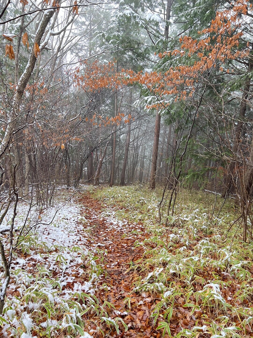 下呂温泉の山散歩､､､ 湯ヶ峰 / ZO-kunさんの湯ヶ峰の活動データ | YAMAP / ヤマップ