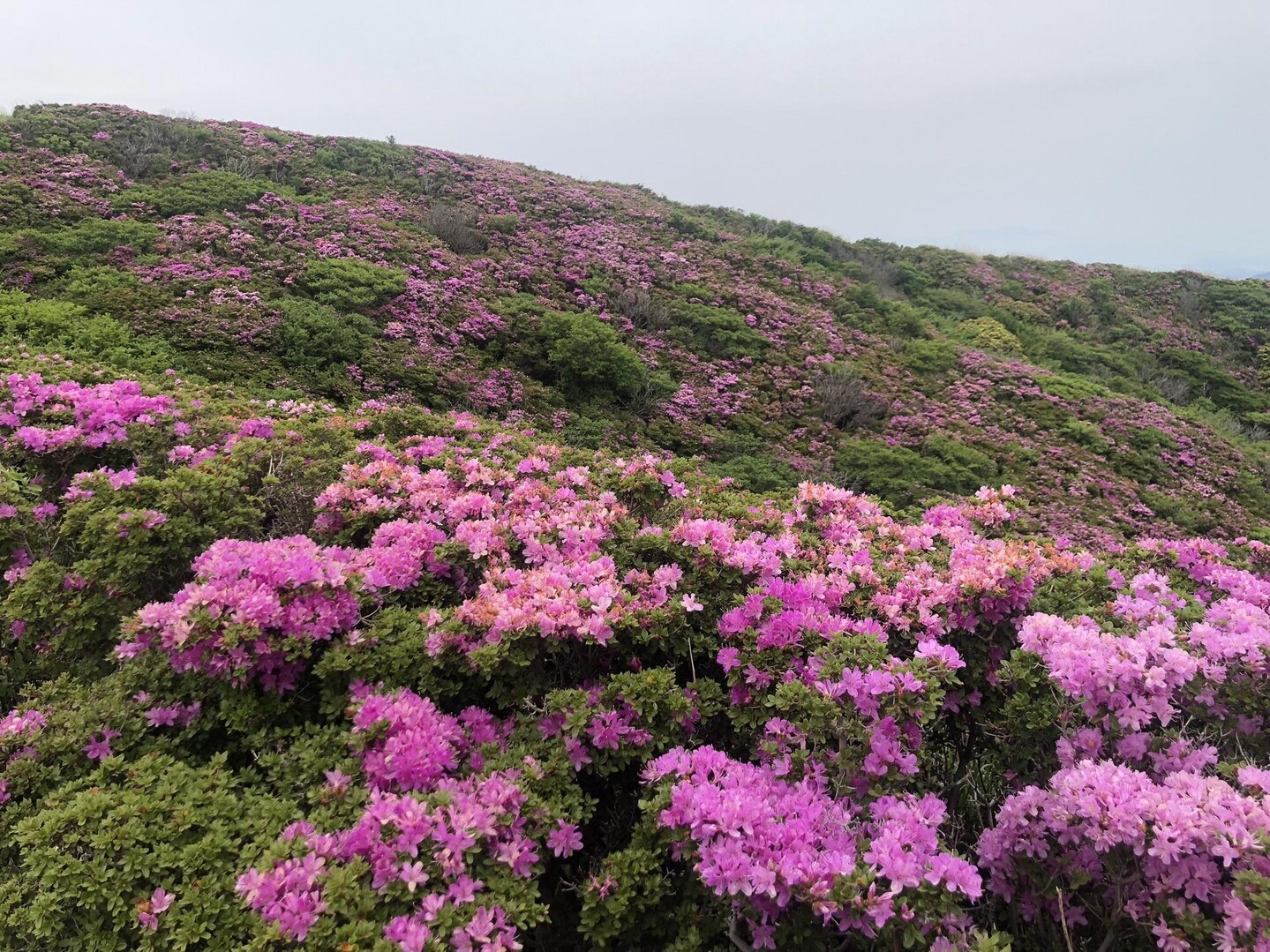 烏帽子岳のミヤマキリシマ / sarahさんの阿蘇山・高岳・根子岳の活動データ | YAMAP / ヤマップ