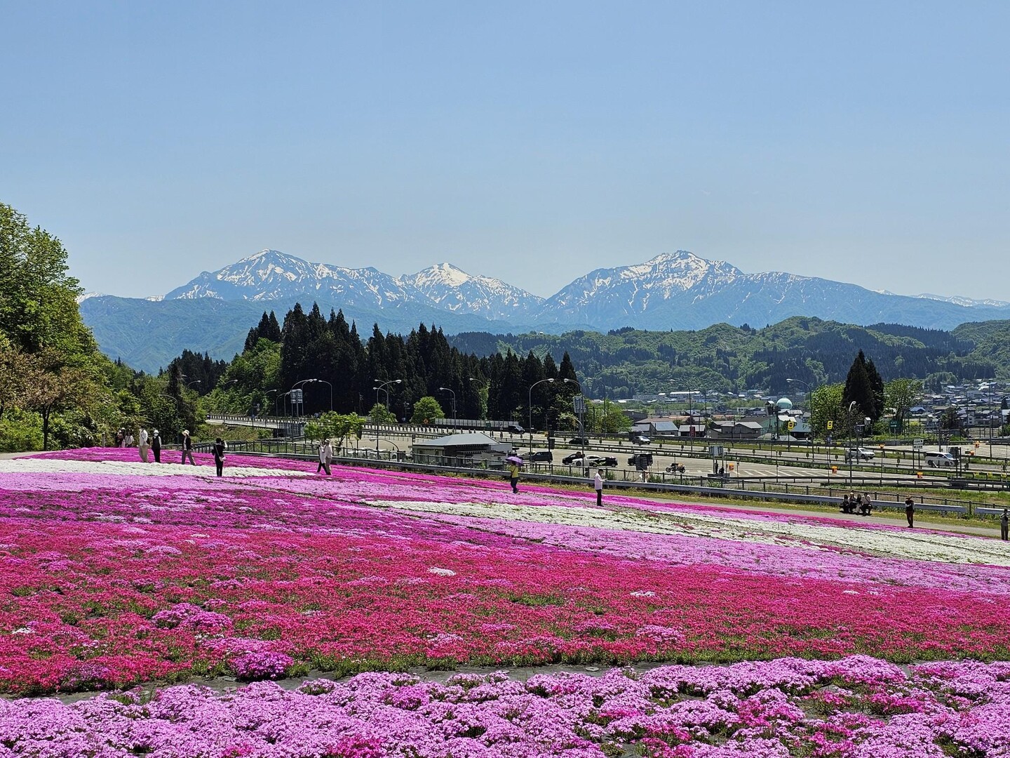 花と緑と雪の里公園～山本山の菜の花畑💠... / stさんのモーメント | YAMAP / ヤマップ